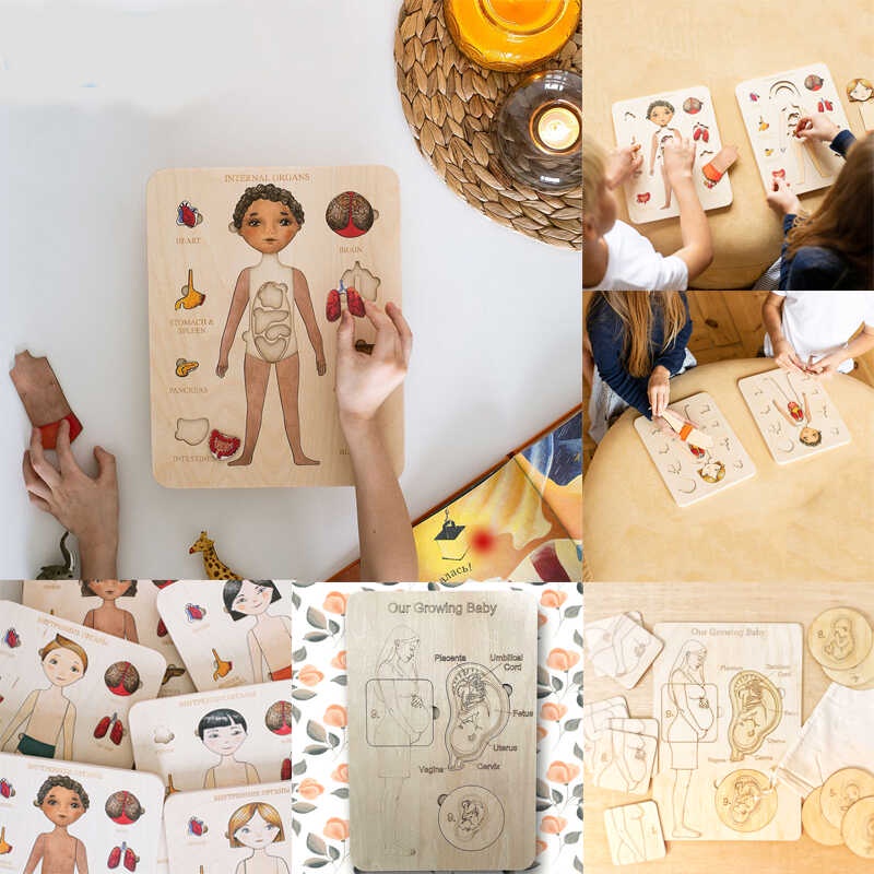 Montessori Wooden Puzzle Male Accessories Female Human Body Parts Match ...