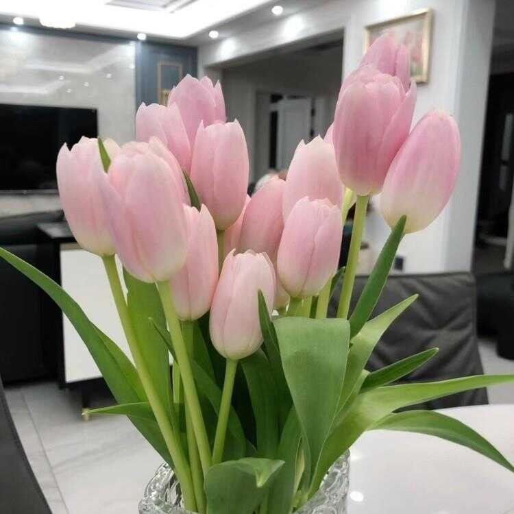 Hydroponic tulip bulbs with buds, 5-degree soil cultivation, potted ...