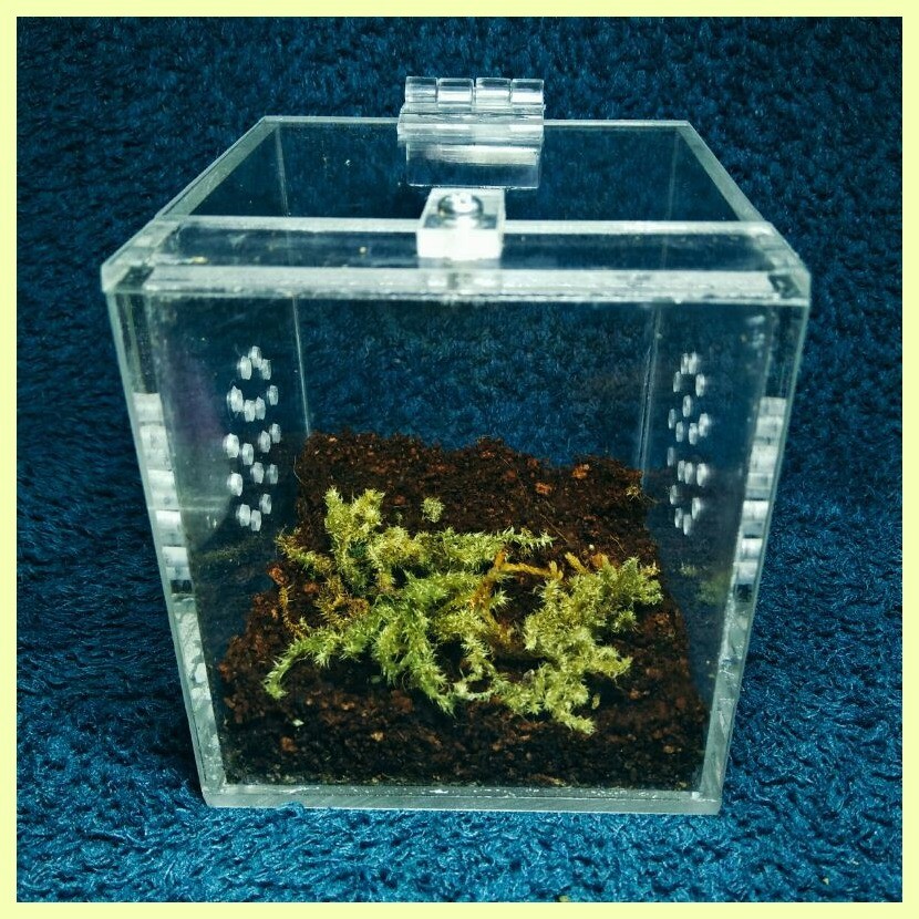 ☺ Acrylic enclosure for small tarantula 3x3x3 inches / sling tarantula ...