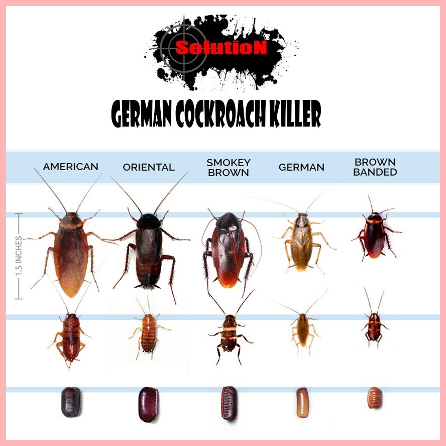 ∇ ♖ German Cockroach Killer (PAMATAY IPIS) | Shopee Philippines