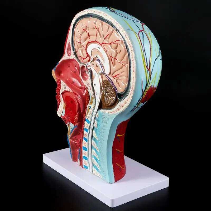 Anatomical Human Half Head Face Anmedical Neck Section Study Model ...