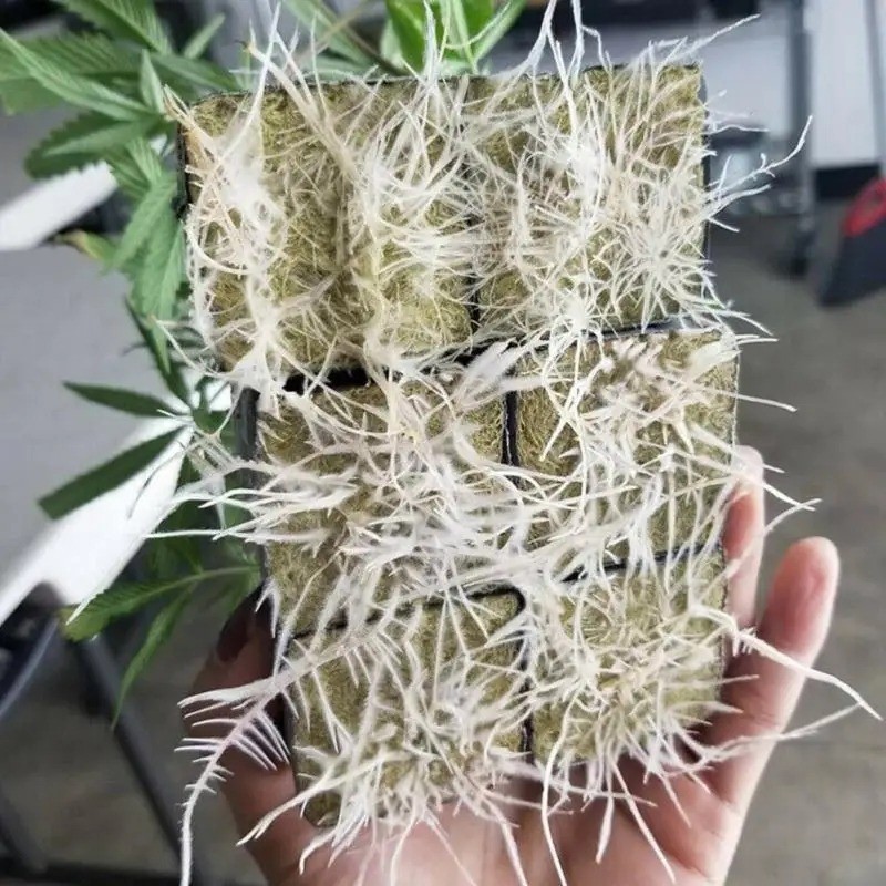 Rockwool Cubes - Cultivation Planting Blocks - for Hydroponics ...
