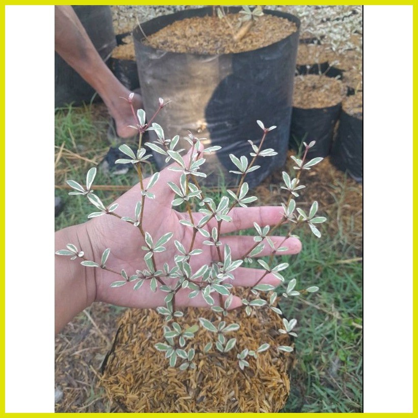 § VARIEGATED AFRICAN TALISAY PLANT (SMALL) | Shopee Philippines