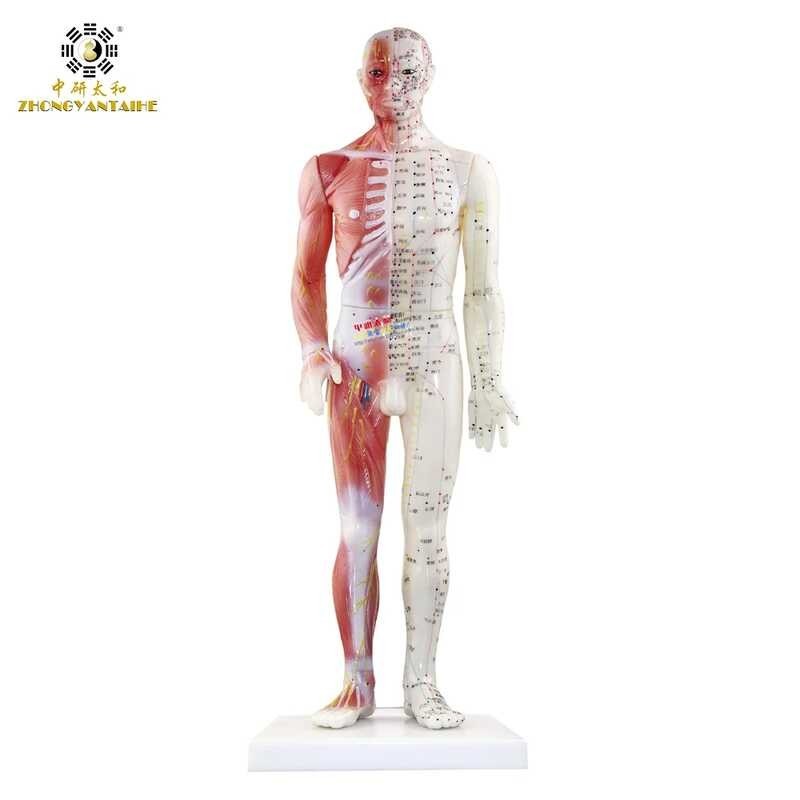 Male Human Points&Muscle Chinese Body Model For Acupuncture Point ...