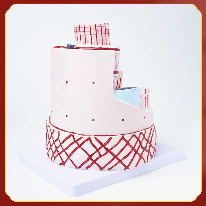 LY ♛ Micro Anatomical Model Of Human Skeletal Muscle Fiber Model MICRO ...