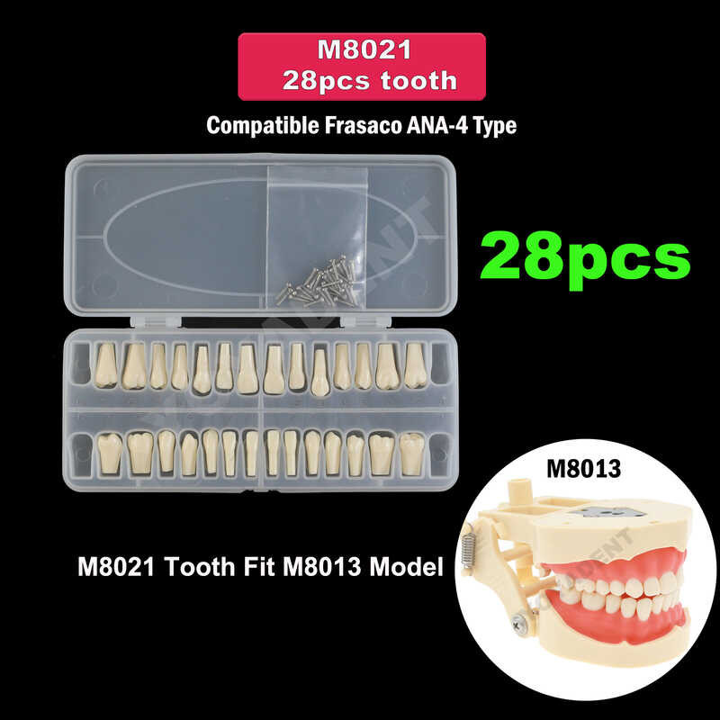 Universal 28Pcs Replacement Tooth Particle Fit Frasaco Ana-4 Type Teeth ...