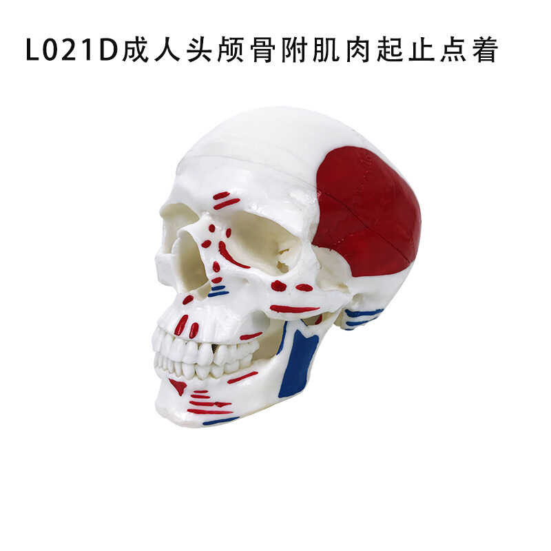 Adult 1:1 teaching simulation human model anatomy digital coding skull ...