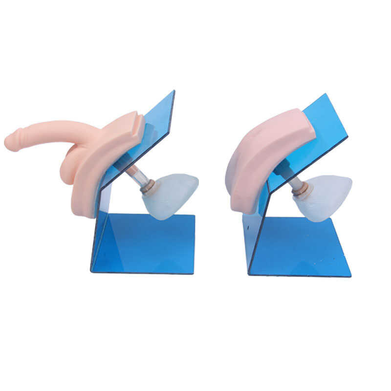 LY ♛ DARHMMY Male/Female Genitalia Model Catheter Simulator, Urethral ...