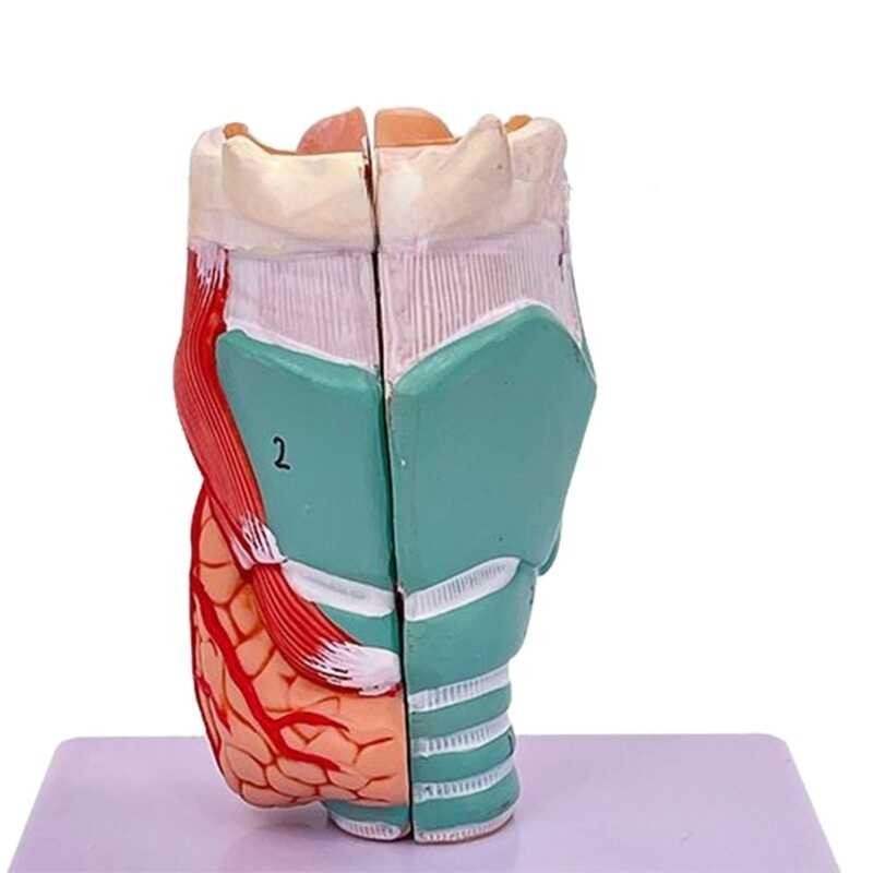 Human Larynx Anatomy Model, Life Size Anatomical Larynx Model ...