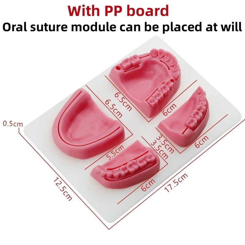 Dental Oral/Gingival Suture Module Oral Suture Model For Medical ...