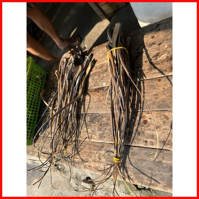 Buntot ng Pagi (Proteksyon sa bahay) (Manaoag) | Shopee Philippines