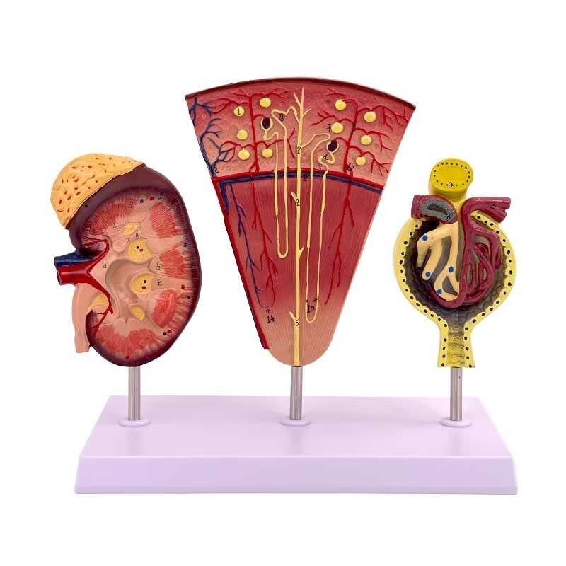 3X Enlarged Kidney Structure Glomerulus Anatomical Model Urinary System ...
