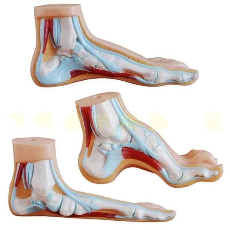 Human Foot Palm Muscle Model Foot Anatomy | Shopee Philippines