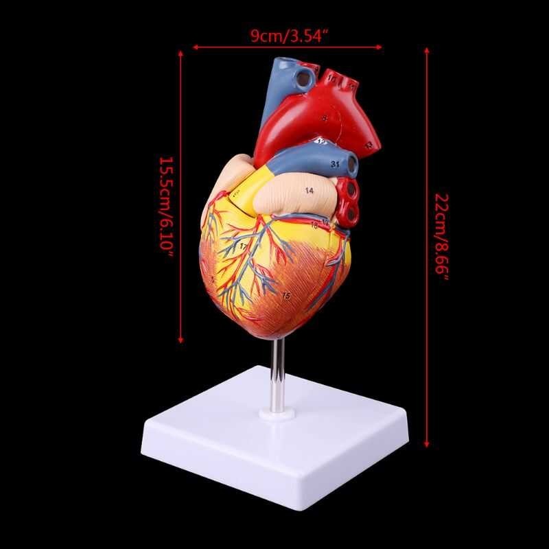 Medical Props Model Free Postage Disassembled Anatomical Human Heart ...