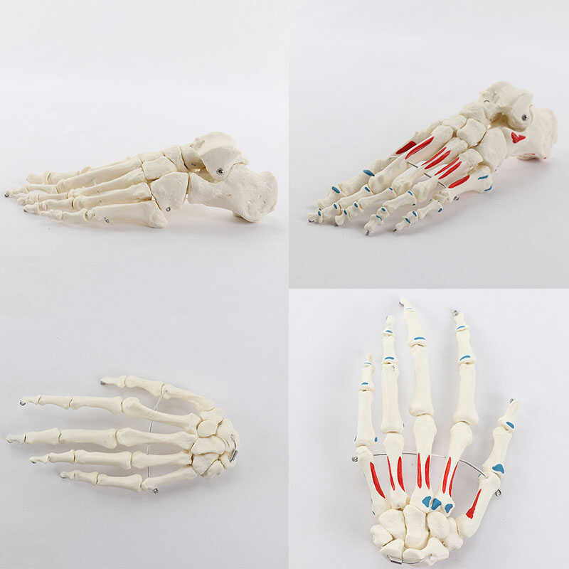 Ang Life Size Human Foot Bone Model Hand Bone With Muscles Anatomy ...