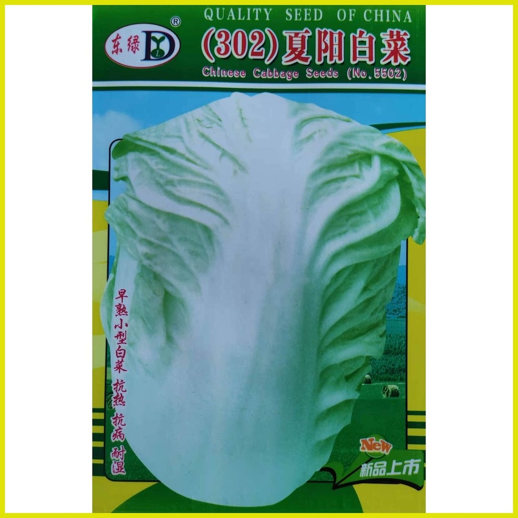 ☪ Sun Star Chinese Napa Cabbage / Pechay Baguio Vegetable Seeds ( 2000 ...