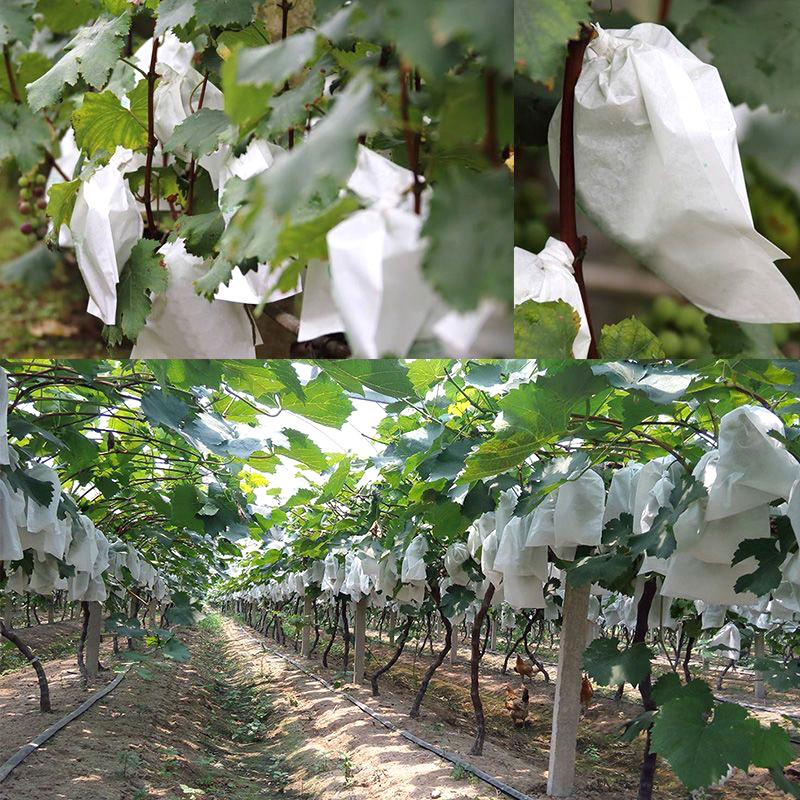 Non Woven Grape Bag Insect and Bird Proof Waterproof Special Bag Fruit ...