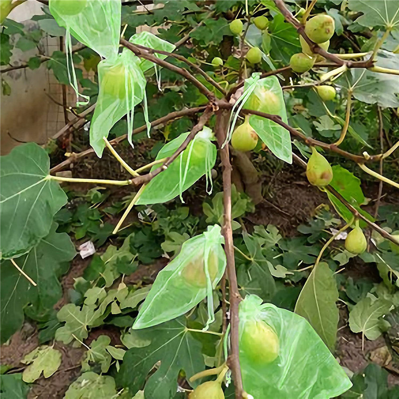 5Pcs Fruit Nylon Protection Bags Insect Proof Mesh Net Garden Plant ...