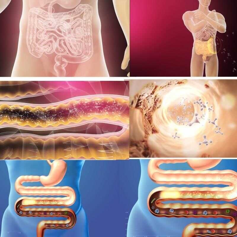 Soft internal organs of the intestine, medical beneficial bacteria ...