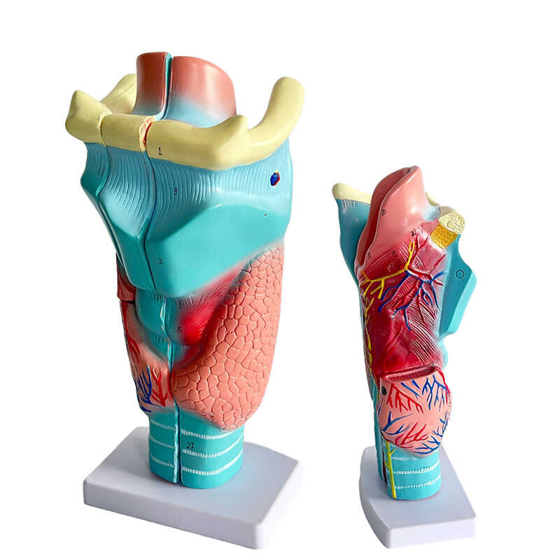LY ♛ Magnified Human Larynx Anatomical Model Anthroat Model For School ...