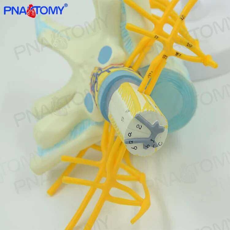 Sangkatauhan Ang Myelitis Thoracic S al, Pakikiramay Puno Nerbiyos, Ang ...