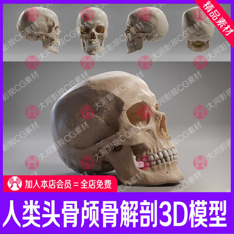 Human Skull Anatomy 3D Model OBJ Model Human Head Model Skull Model ...