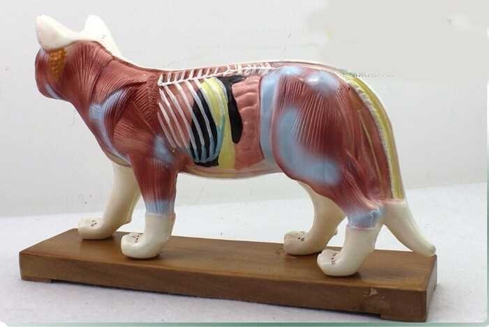 LY ♛ Veterinarian's Cat Feline Acupuncture Model For Sale Anmeridian ...