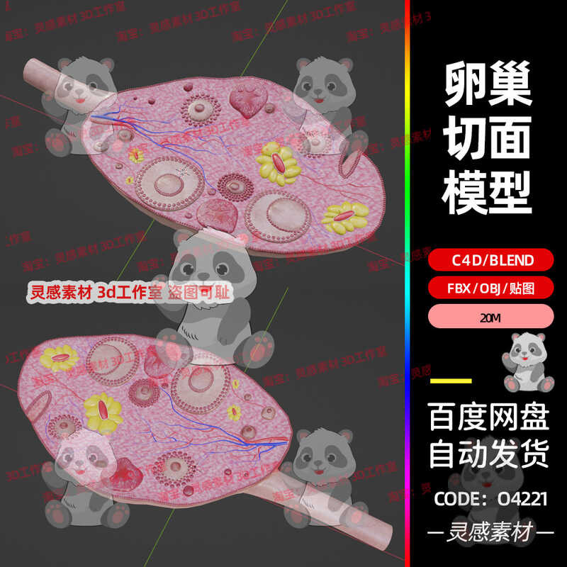 Blender female reproductive organ ovarian sectional anatomy 3D model ...