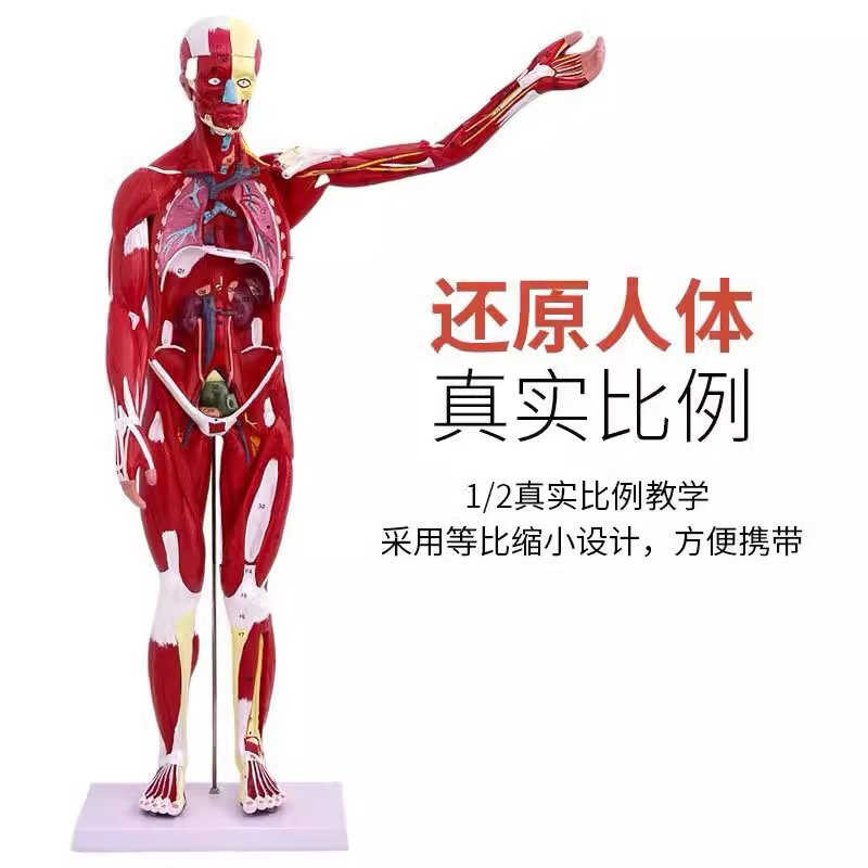 80CM buong katawan visceral anatomy ng sangkatauhan muscle teaching ...