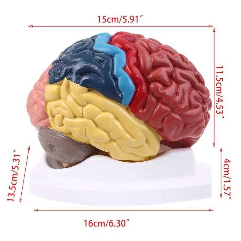 2024 New Life Size Human Brain Functional Area Model Anatomy For ...