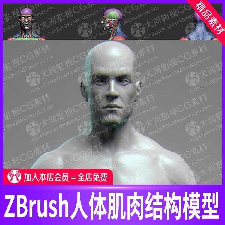 ZBrush Human Anatomy 3D Model ZB Male Basic Model Muscle Reference ZB Game Character Carving ...