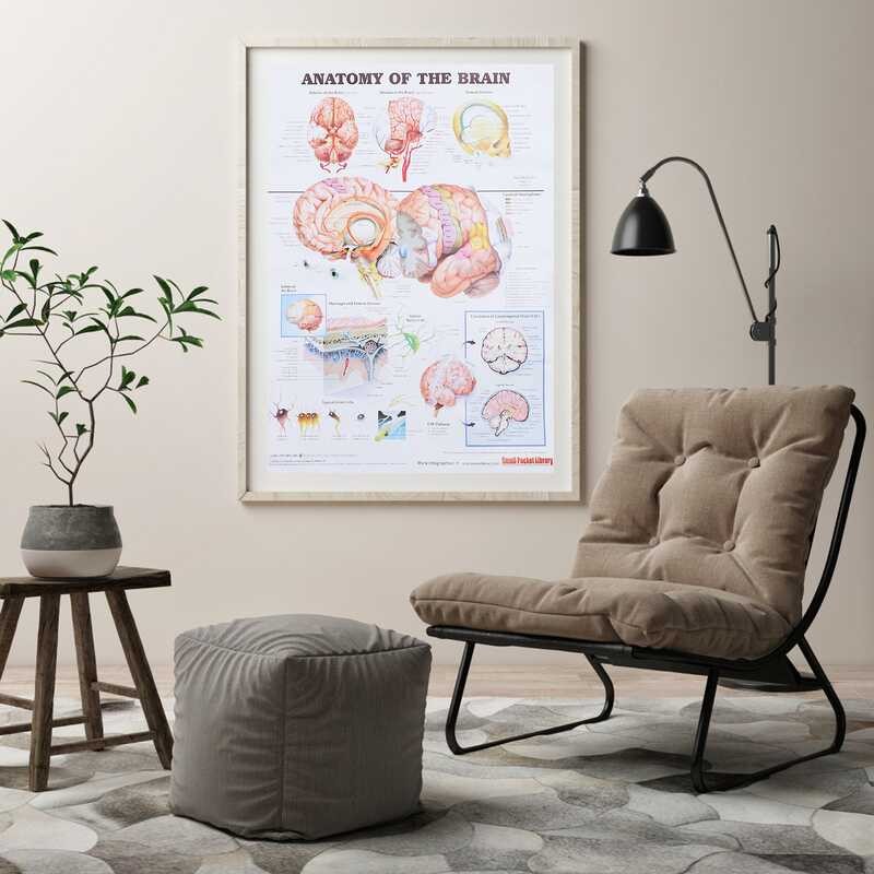 Brain Model For Neuroscience Analysis Poster Human Laminated Muscle ...