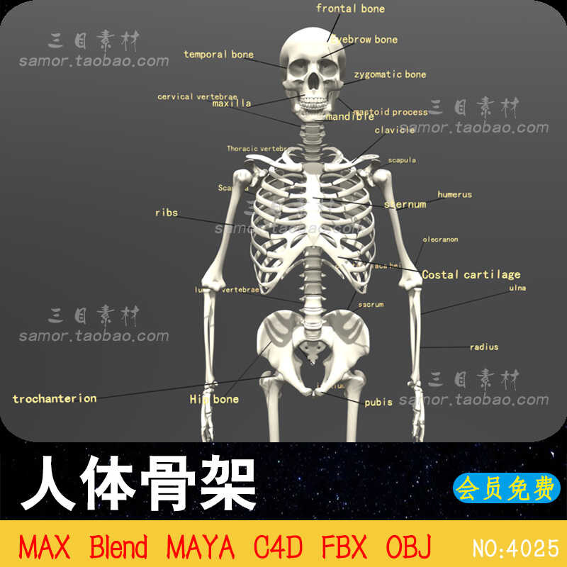 Human skeleton experimental model C4D design 3D material MAYA modeling ...