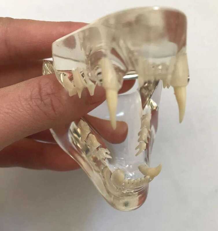 Anatomical Felidae Pathology Jaw Model Medical Cat Mouth And Teeth ...