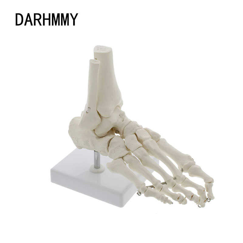 LY ♛ DARHMMY 1:1 Human Skeleton Foot Bones Anmodel Foot And Ankle With ...