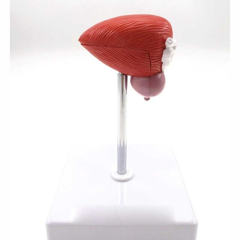 LY ♛ PVC Natural Life Size Anatomical Human Urinary Prostate Model ...