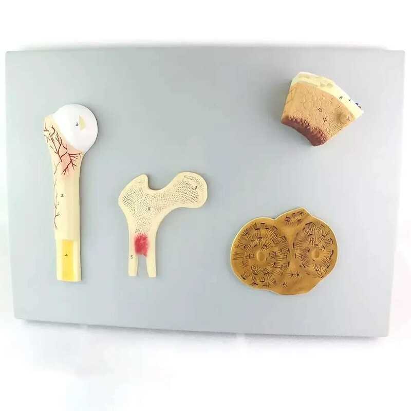 Human PVC Bone Structure 4 Bahagian Phological Characteristics Profile ...