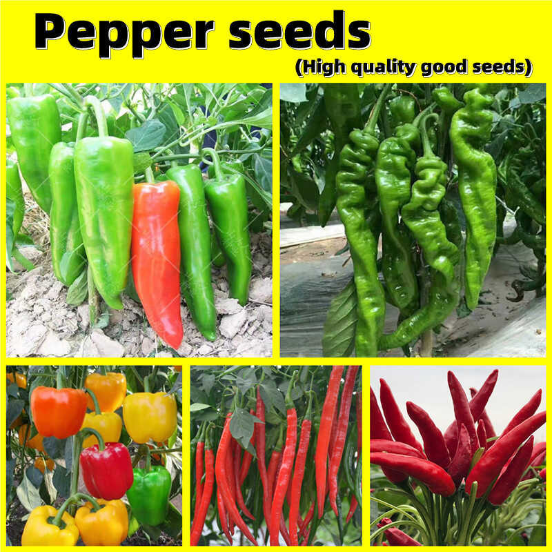 Pepper Seeds - F1 Hybrid Hot Pepper Sili Seeds Sweet Bell Pepper Seeds ...