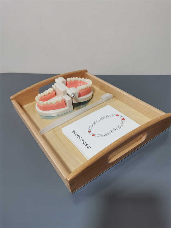 유 Montessori Toys Teaching Aids Tooth Simulated Teeth Brushing With ...