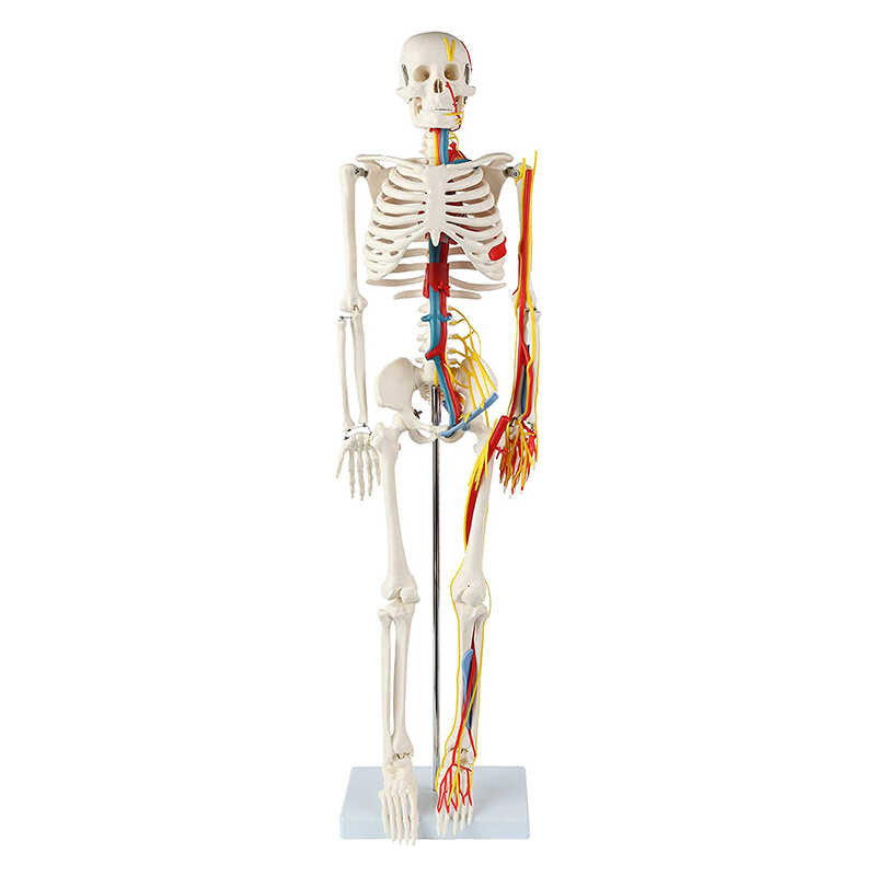 Life Size 85Cm Human Skeleton Anatomical Model Include Nerve Blood ...