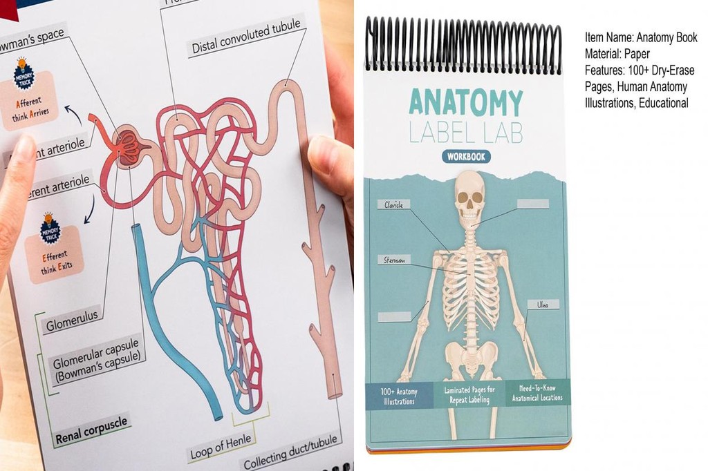 NTA Anatomy Labeling Workbook Anatomical Tags Lab Workbook Anatomy ...