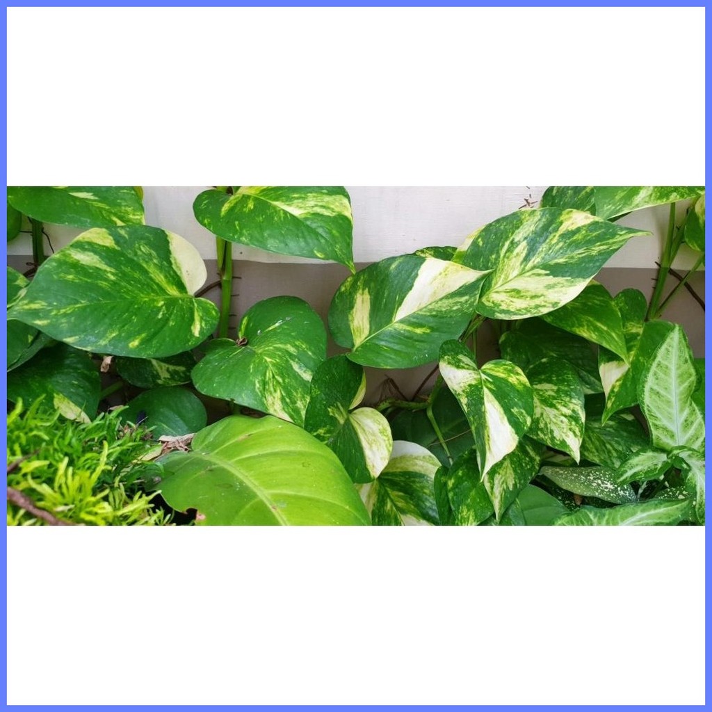 ∈ ♂ Golden Pothos Plant 7-8 Small to Medium leaves/Cuttings) | Shopee ...
