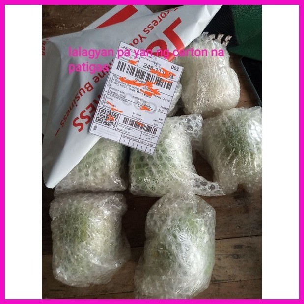 Apple Mango (NOT AVAILABLE/COURIER REFUSES TO PICK UP) | Shopee Philippines