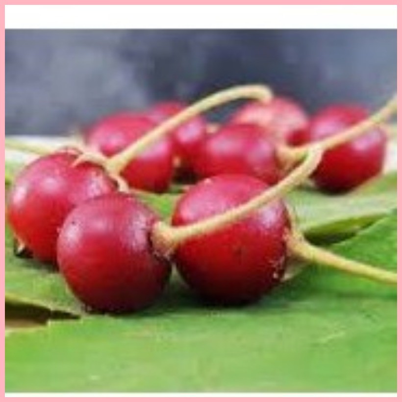 ARATILIS SEED`S "Mansanitas" Kerson Fruit or Muntingia calabura ...