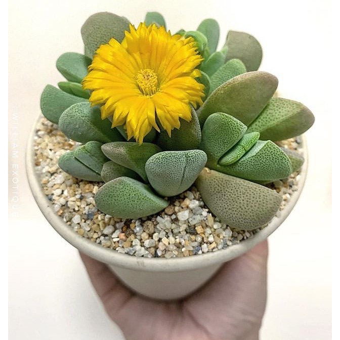 ☂ cheiridopsis yellow red split rock succulent lithops seeds | Shopee ...