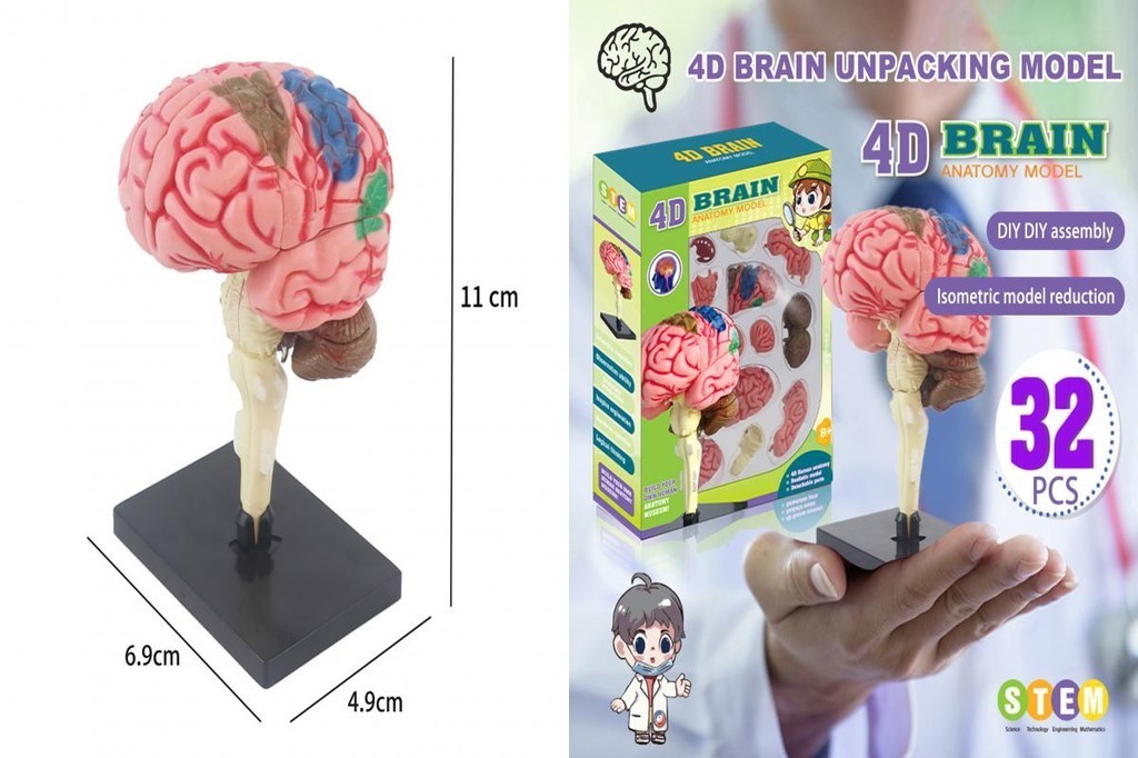 pe 4d Brain Model Brain Learning Tool Highly Detailed 4d Brain ...