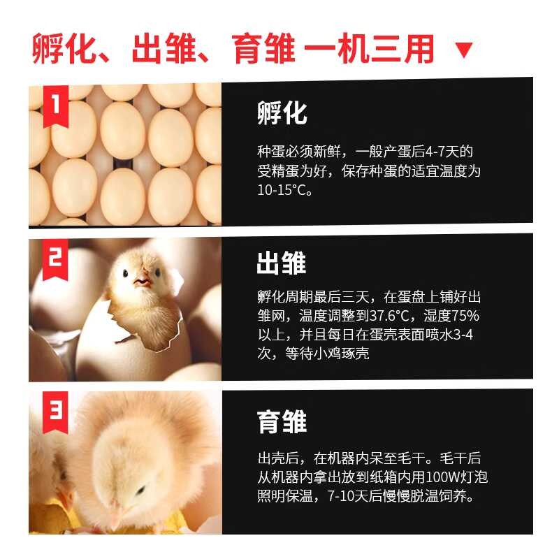 Fully automatic home smart small and medium size rutin chicken egg ...