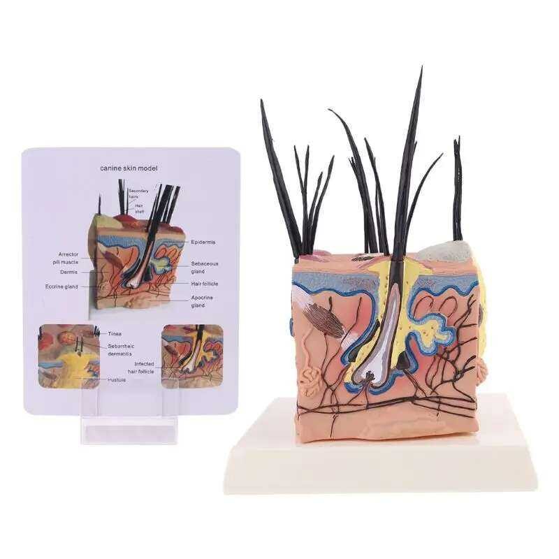 Sick Dog Canine Skin Anatomical Model Veterinary Vet Anatomy Display ...