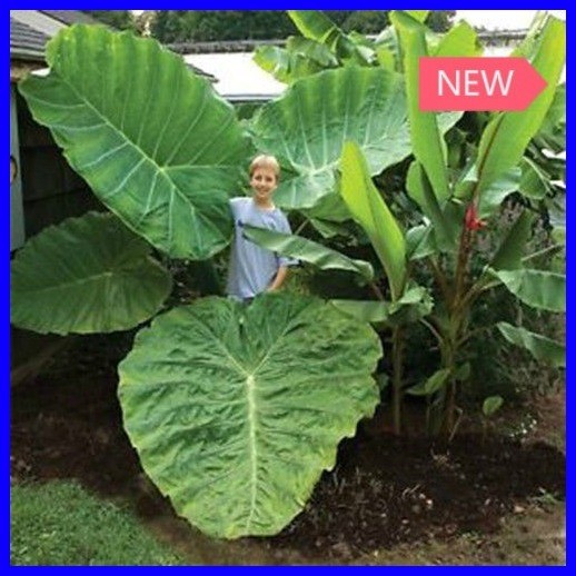 100pcs Giant Elephant Ear Plant, Fresh Colocasia Gigantea, Huge Foliage ...