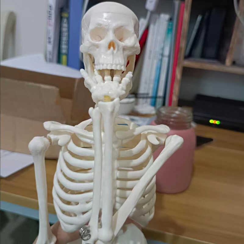 45Cm PVC Adult Human Skeleton Model Anatomy Mannequin Whole Body Spine ...